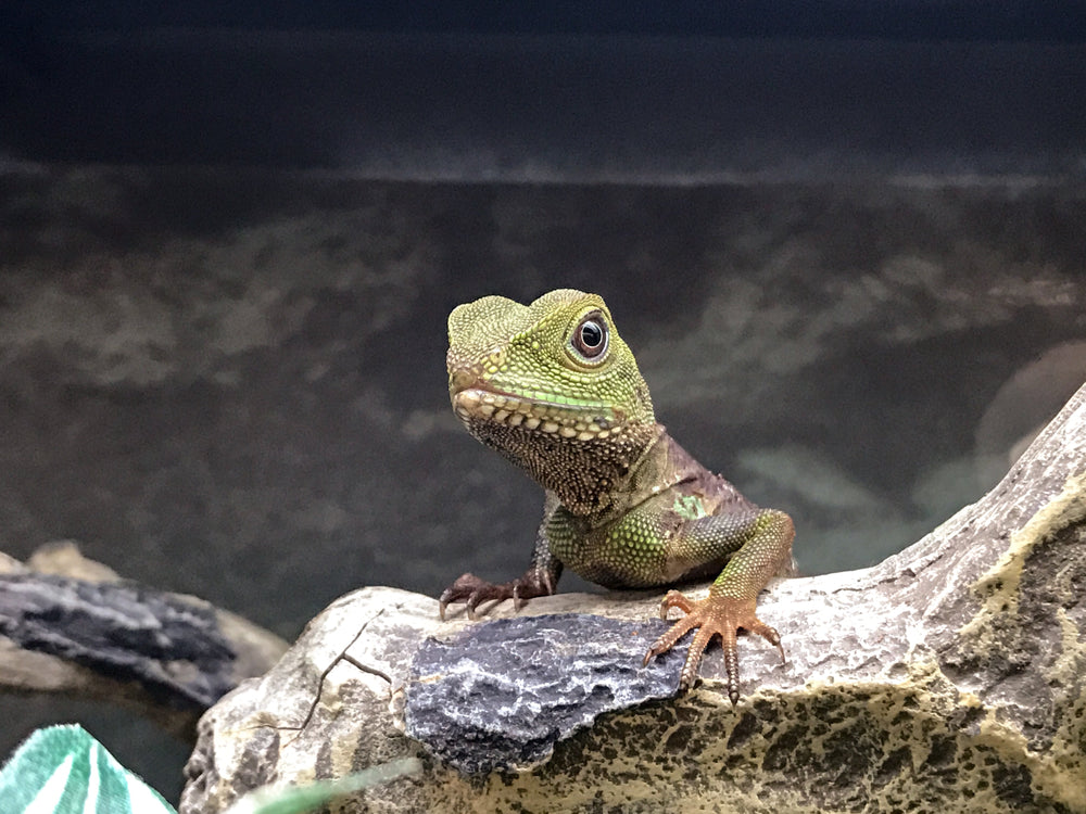 Tout ce que vous avez besoin de savoir sur les reptiles domestiques ...